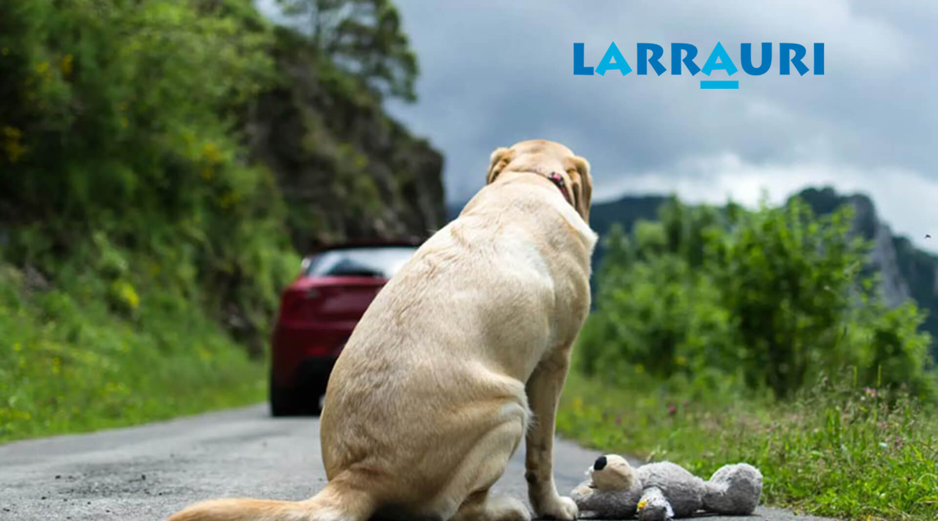 Contra el abandono animal: un mensaje de Larrauri - Larrauri Madrid